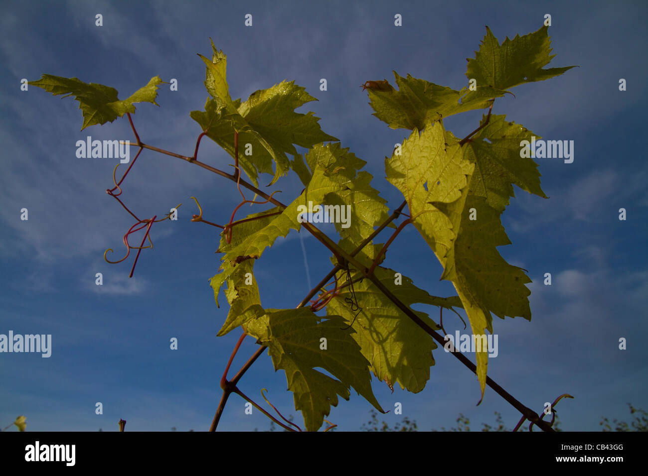 Wispy leaves hi-res stock photography and images - Alamy