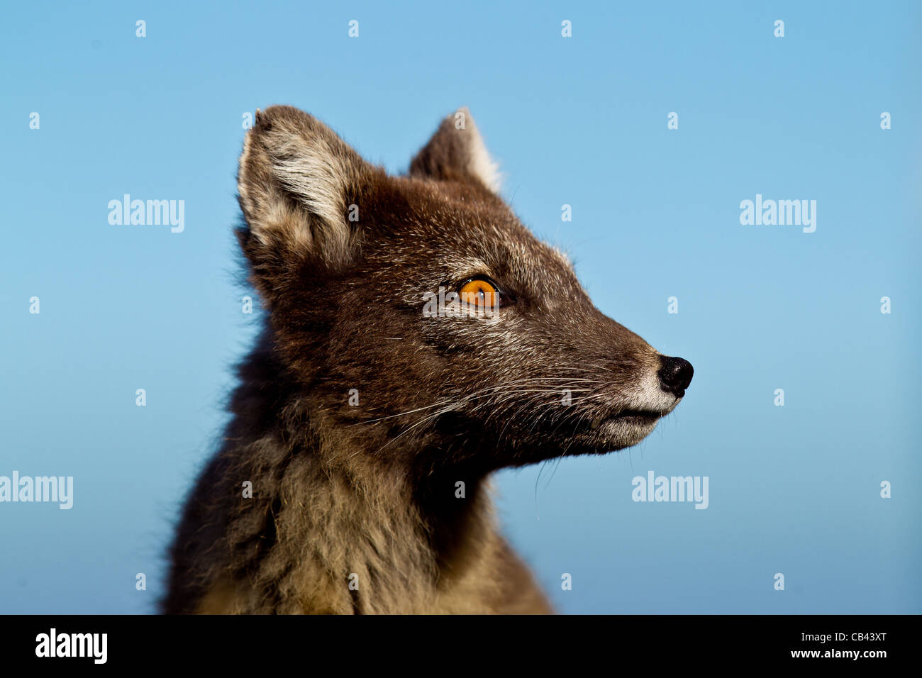Fox portraits hi-res stock photography and images - Alamy