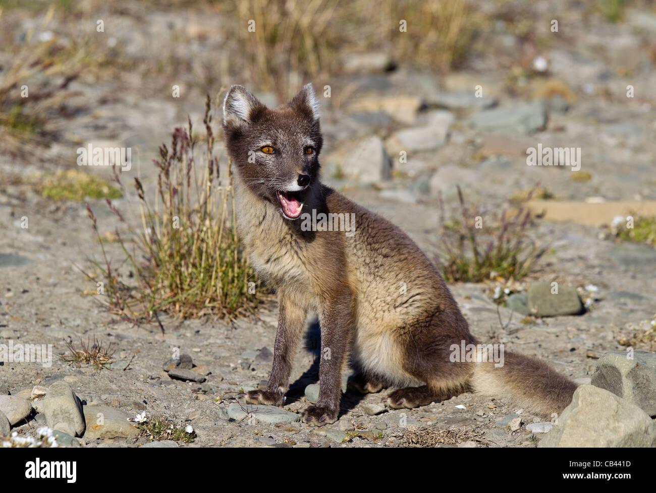 Arctic fox portraits Stock Photo - Alamy