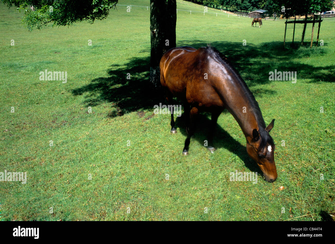 Brown Horse Grazing Stock Photo - Alamy Brown Horse Grazing Stock Photo - Alamy