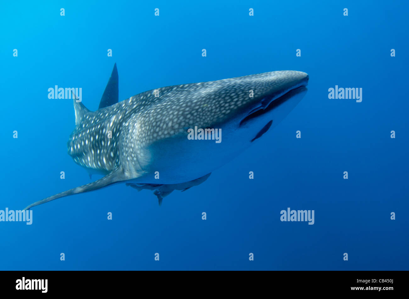 Whale Shark Rhincodon Typus High Resolution Stock Photography and ...