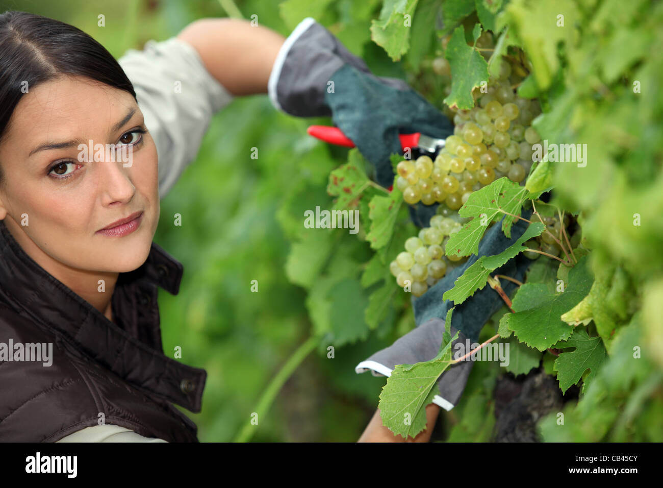 Woman pruning vine Stock Photo - Alamy