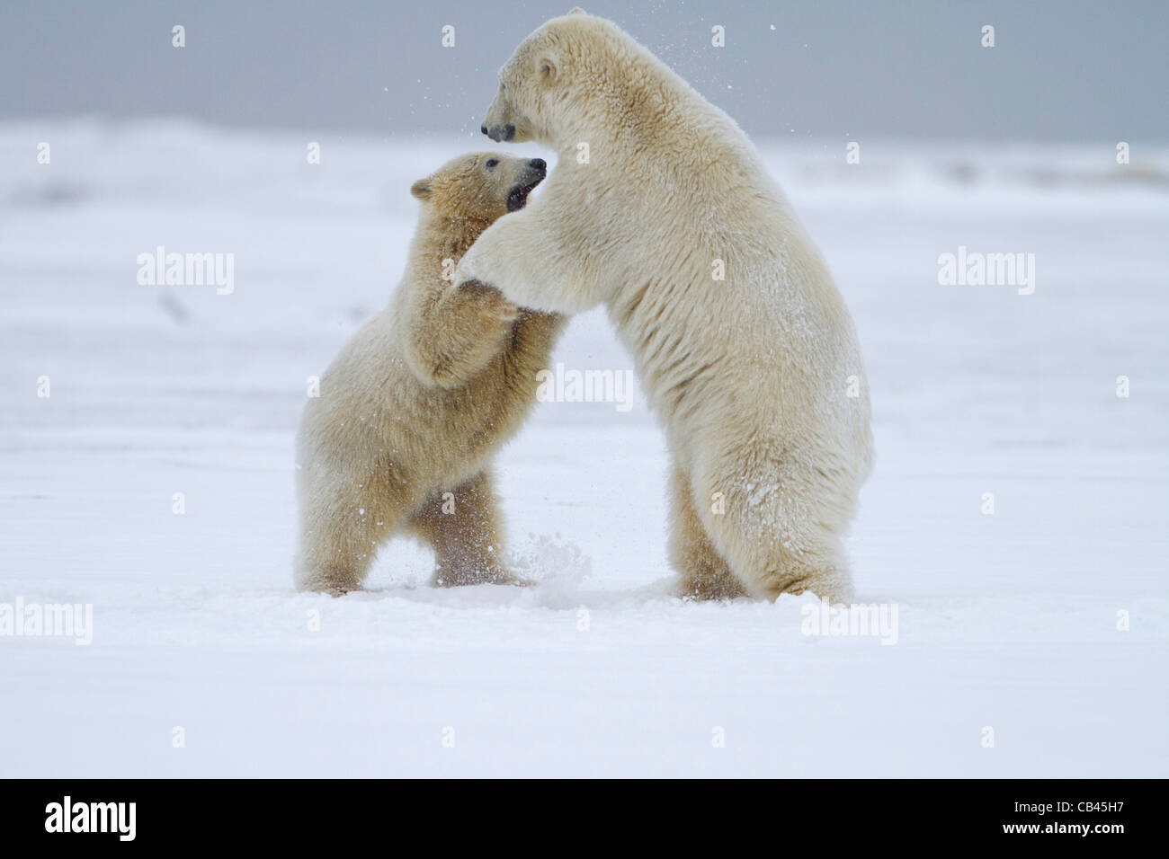 Two Polar Bears (Ursus maritimus) playfully fighting in arctic snow on a beach at Kaktovik ...