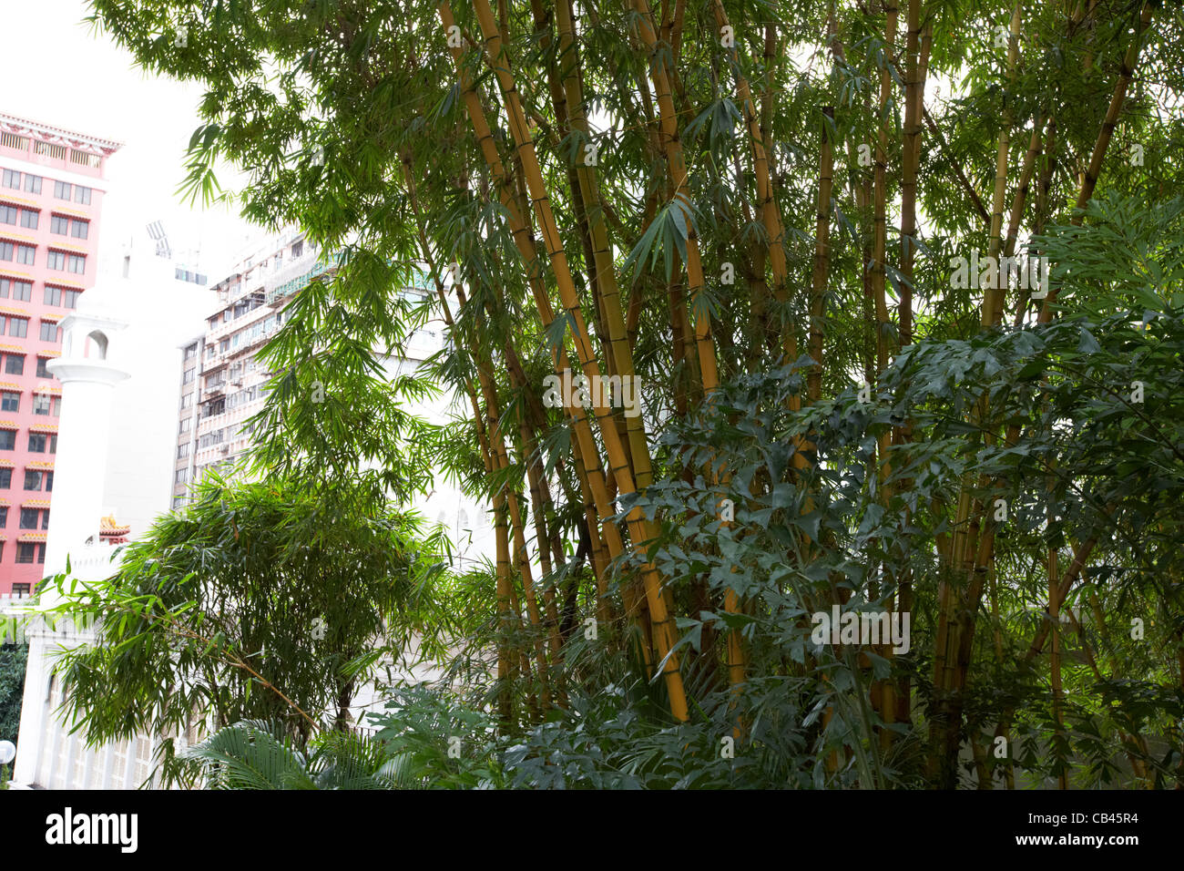bamboo growing in downtown tsim sha tsui kowloon park hong kong hksar china Stock Photo - Alamy