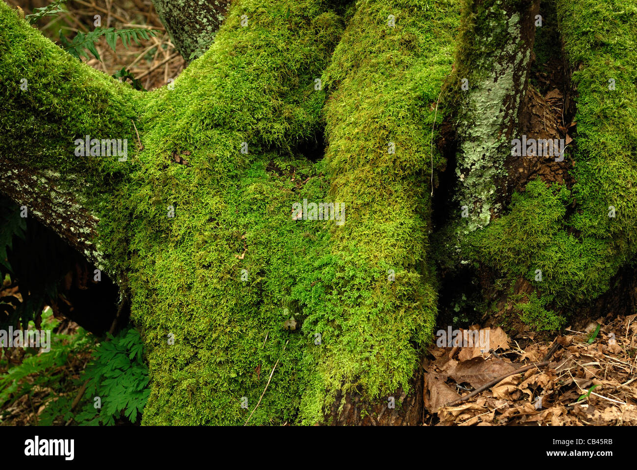 Thick moss on the bottom trunk of a tree Stock Photo - Alamy