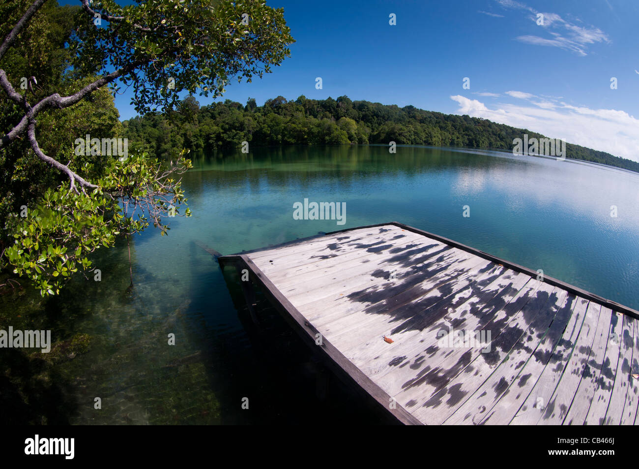 A brackish lake full of stingless jellyfish, Jellyfish Lake, Kakaban ...