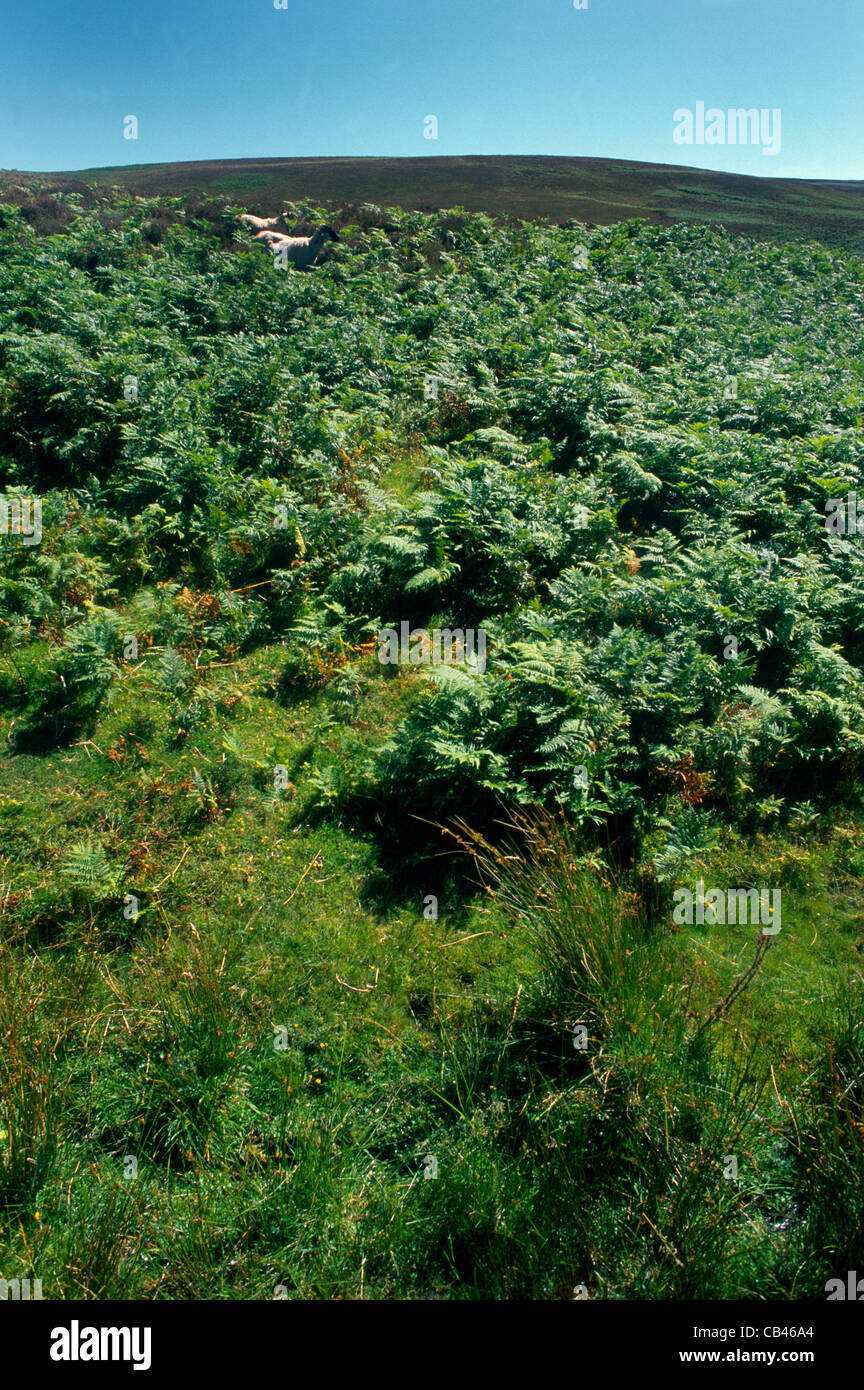 Somerset England Exmoor Bracken Fern Stock Photo - Alamy