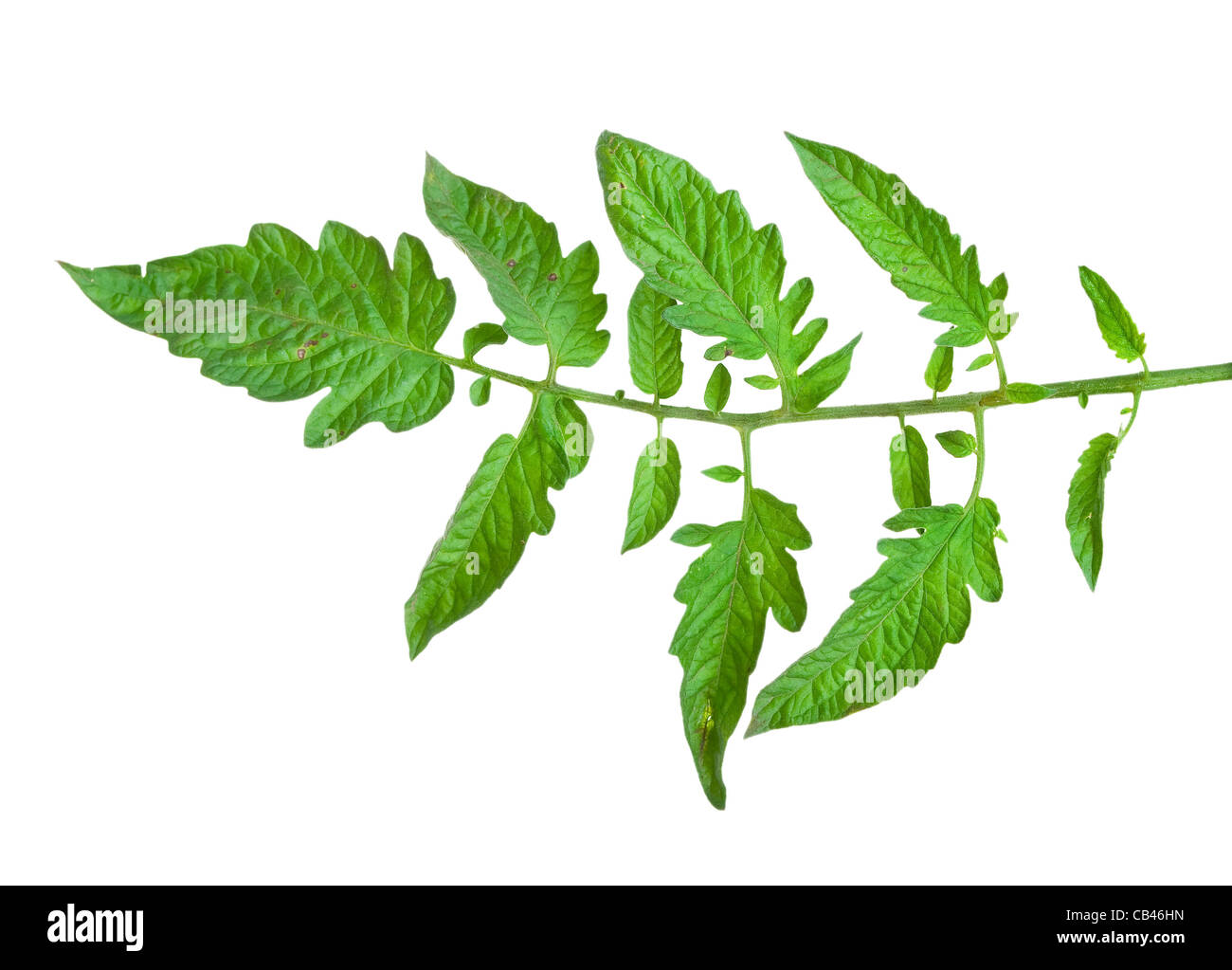 Tomato leaf hi-res stock photography and images - Alamy
