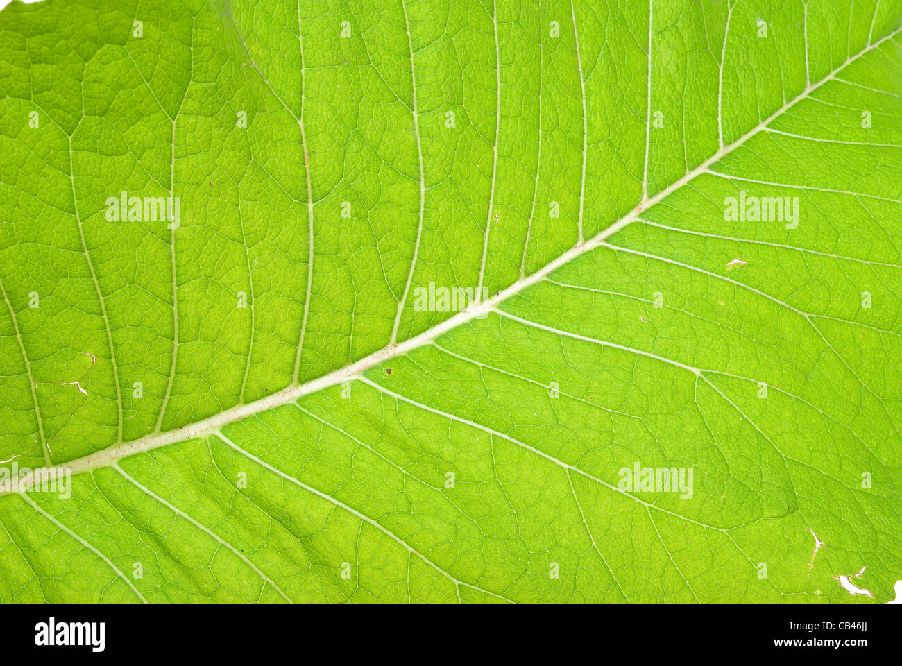 Green foliage texture hi-res stock photography and images - Alamy