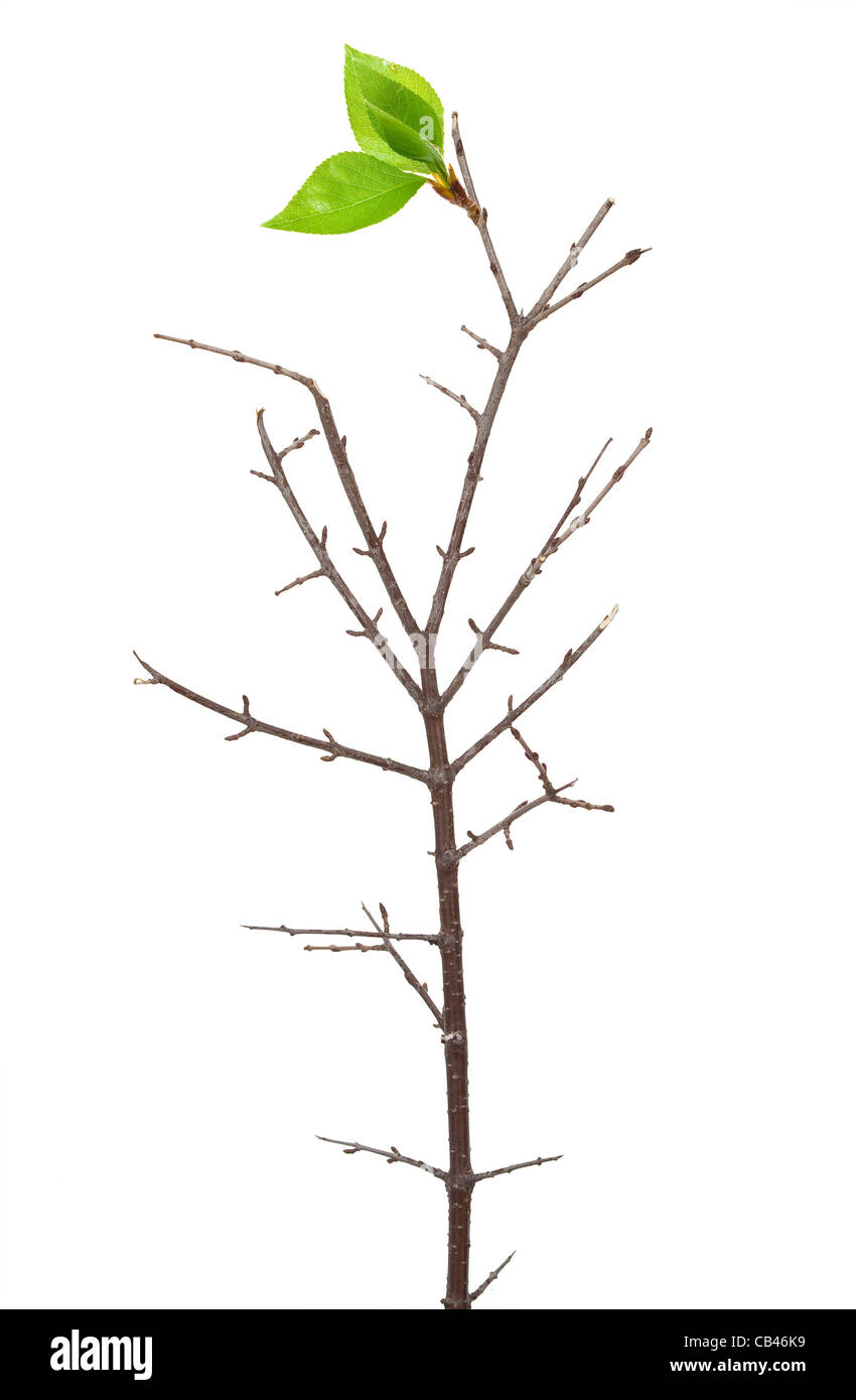 Dry branch with leaf buds Stock Photo - Alamy