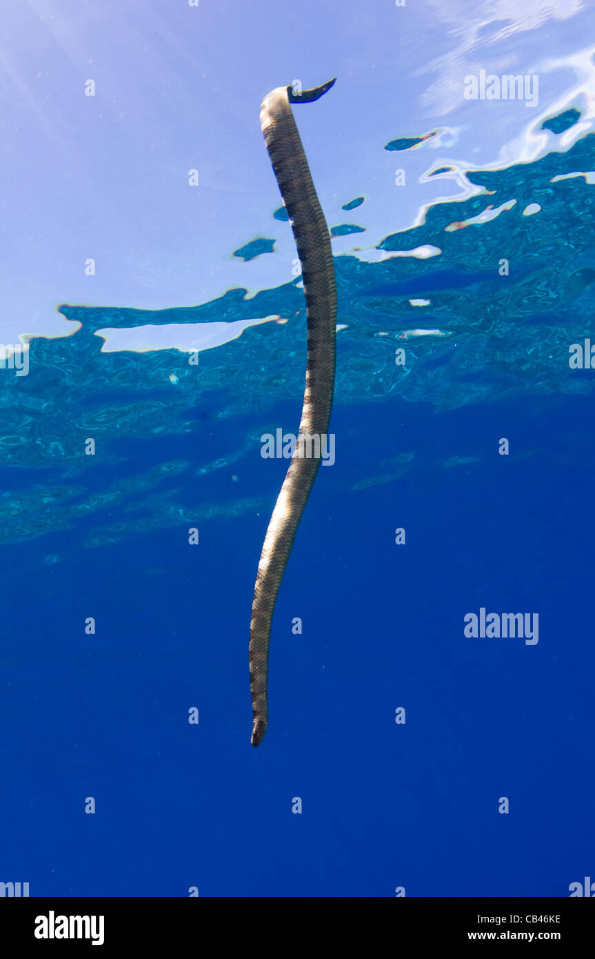 Chinese sea snake hi-res stock photography and images - Alamy