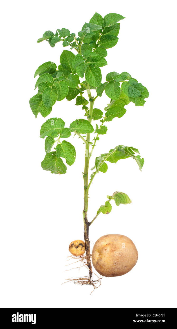 Potato sprout hi-res stock photography and images - Alamy