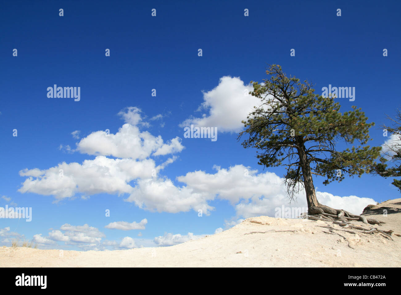 pine tree on the edge of the world with blue sky and clouds in the ...