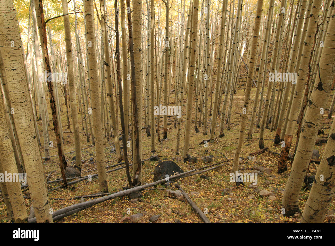 aspen (Populus tremuloides) grove i the fall with yellow leaves lit by ...