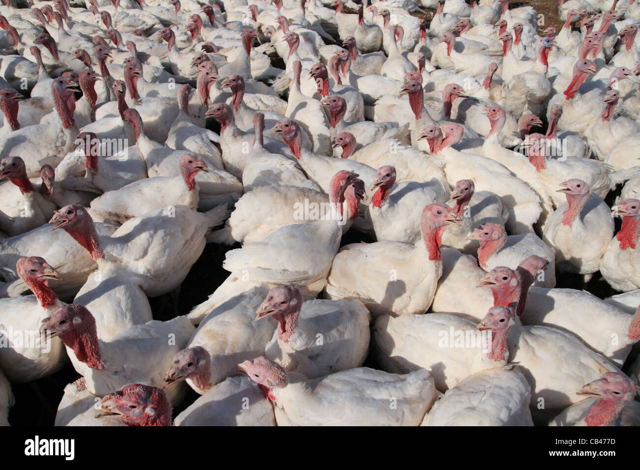 many white domestic turkeys on a farm Stock Photo - Alamy