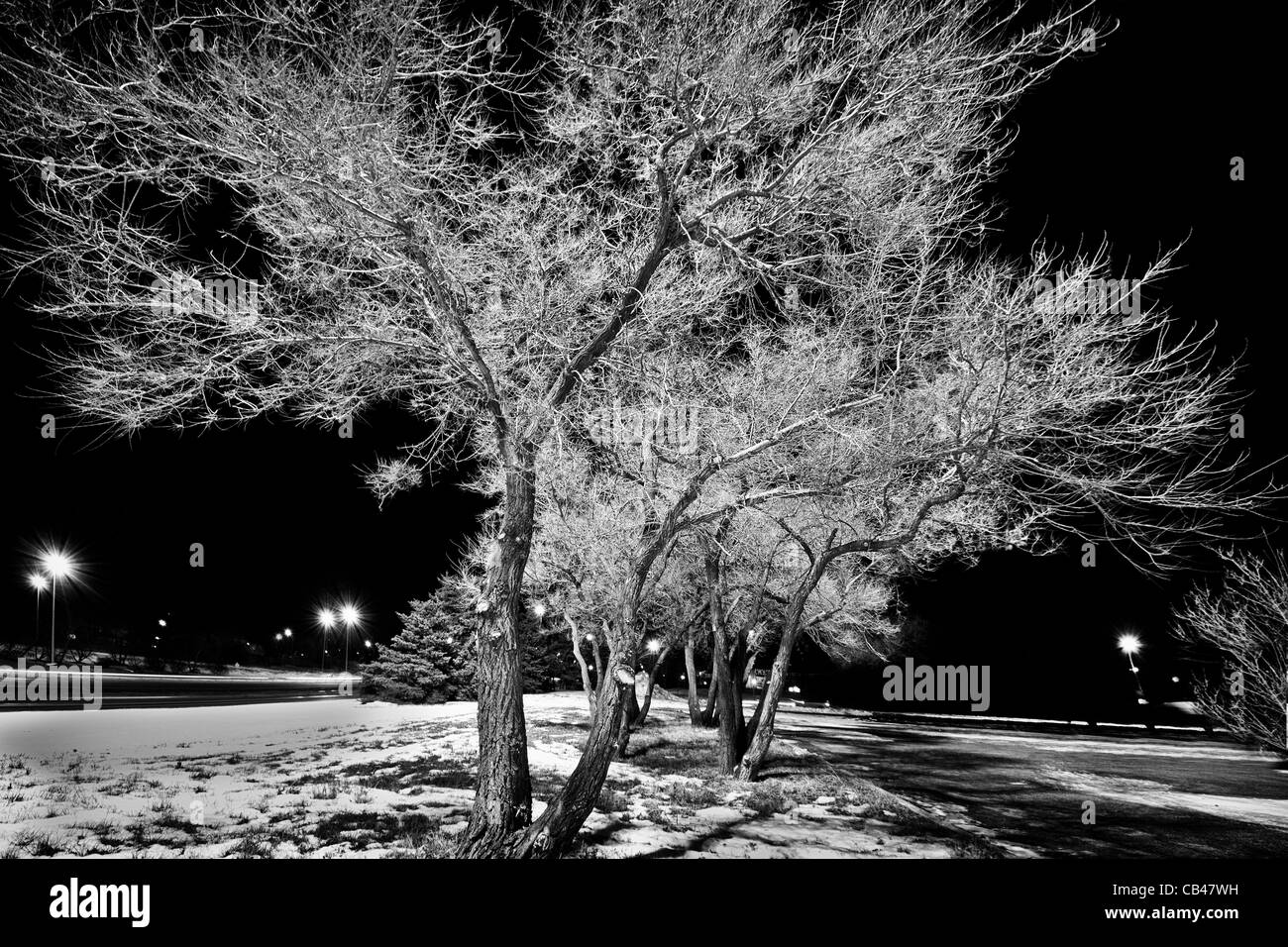 A beautiful tree lit by street light on a clear and peaceful night ...