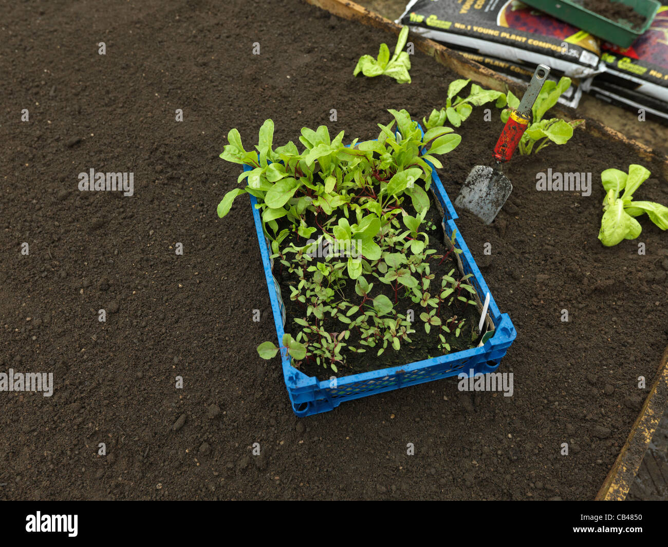 Baby Spinach Plants Being Transplanted into New raised bed In Garden ...