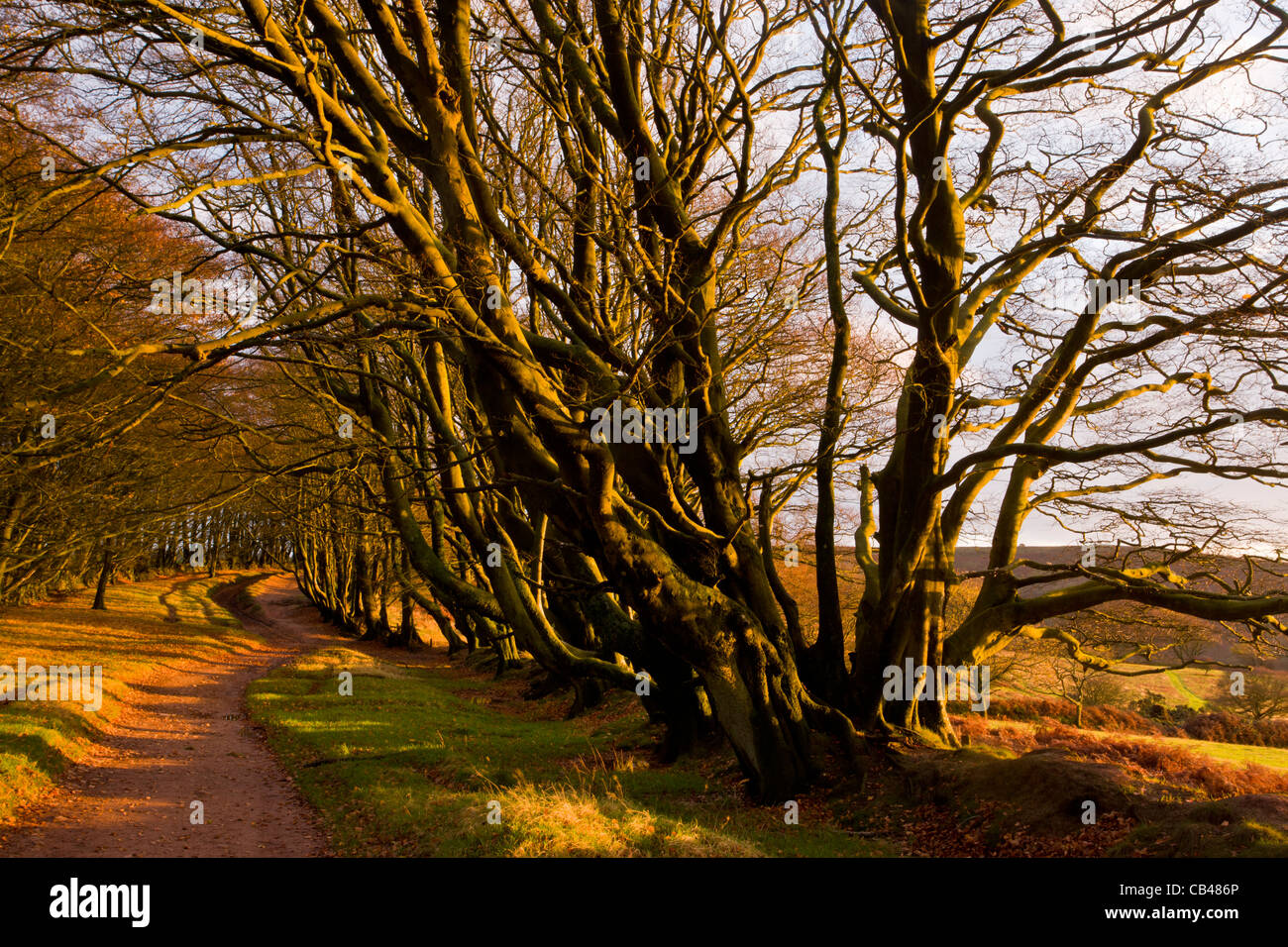 Old beech trees along the Macmillan Way West footpath, at Great Hill ...