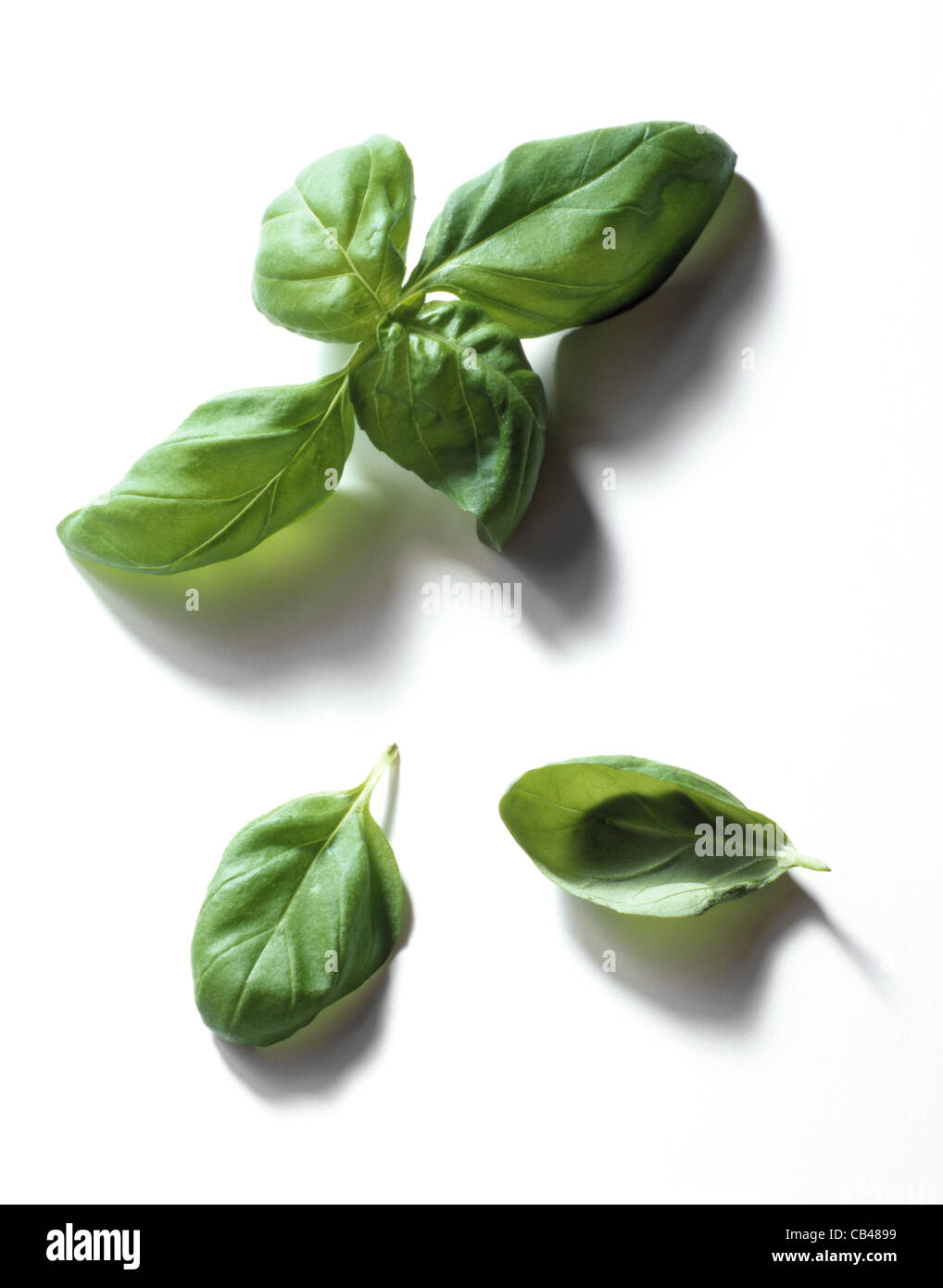Nourishment basil Cut Out Stock Images & Pictures - Alamy