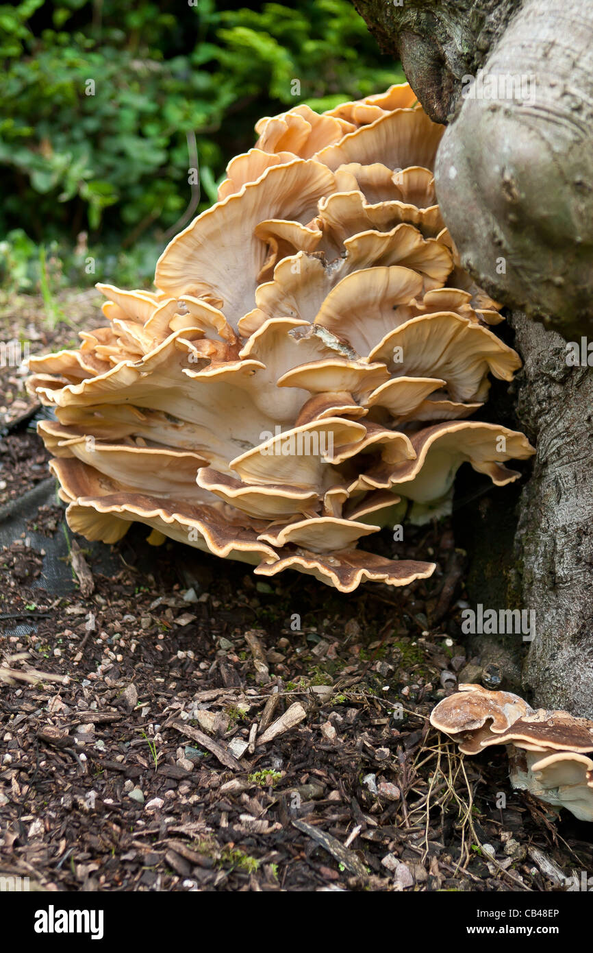 Meripilus giganteus hi-res stock photography and images - Alamy