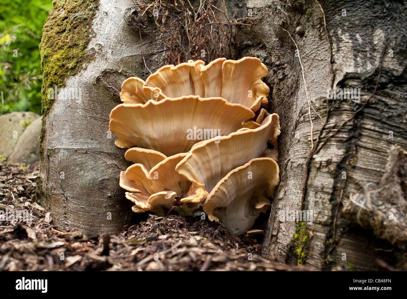 Giant Polypore fungus Meripilus giganteus on a beech tree Stock Photo ...