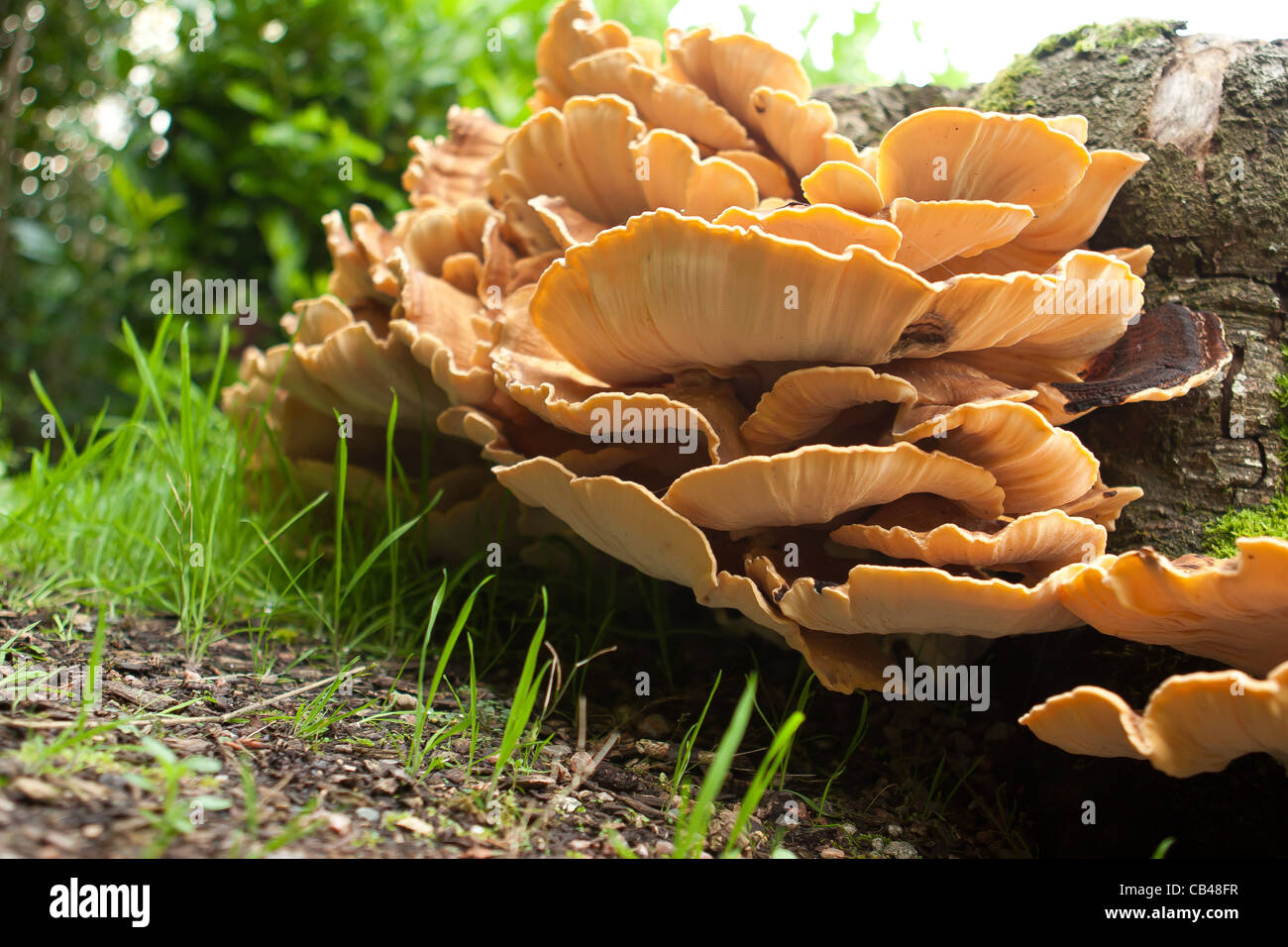 Giant Polypore fungus Meripilus giganteus on a beech tree Stock Photo ...