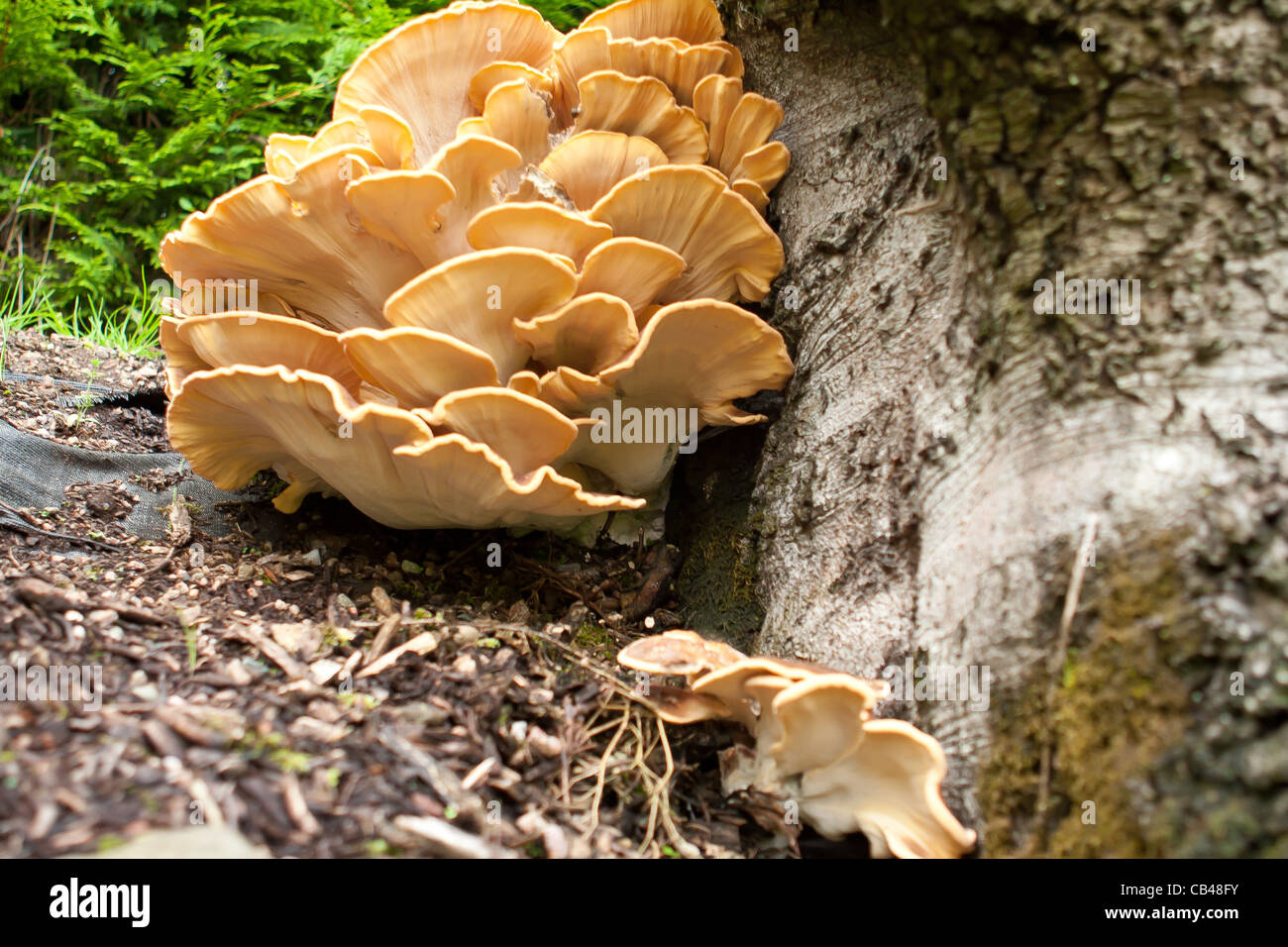Giant Polypore fungus Meripilus giganteus on a beech tree Stock Photo ...