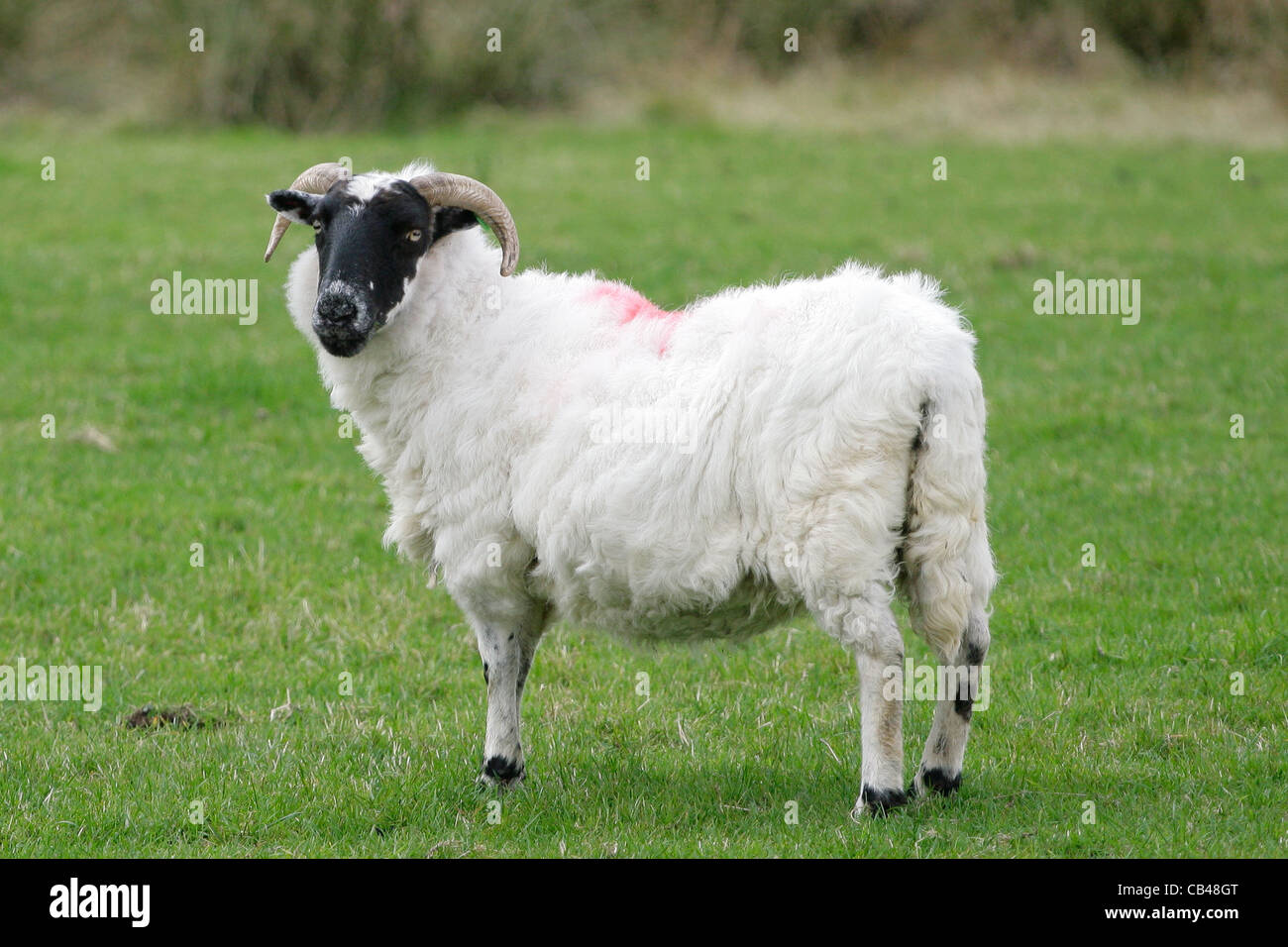 Highland lamb hi-res stock photography and images - Alamy