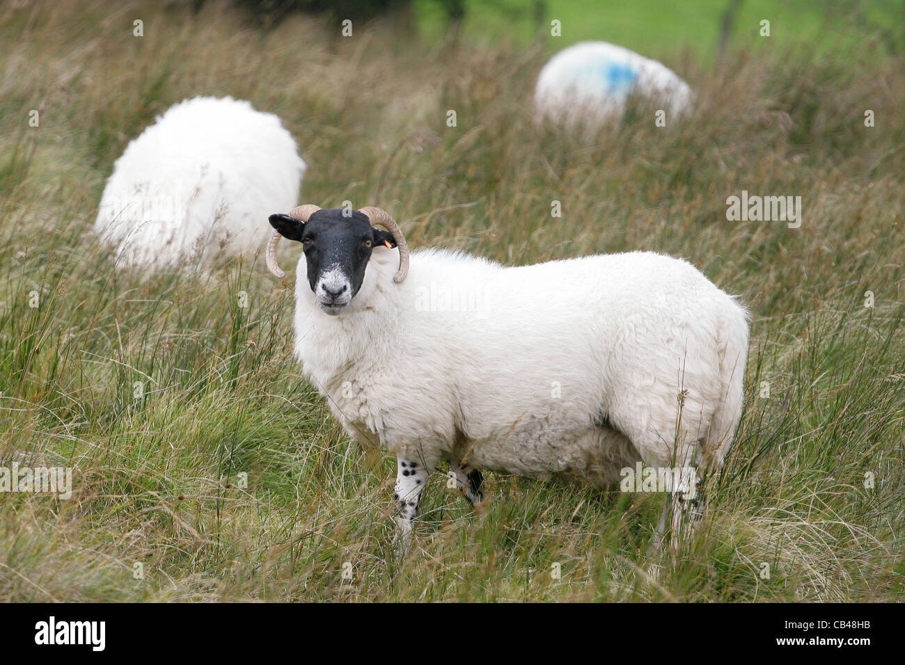 Highland black headed sheep Stock Photo - Alamy