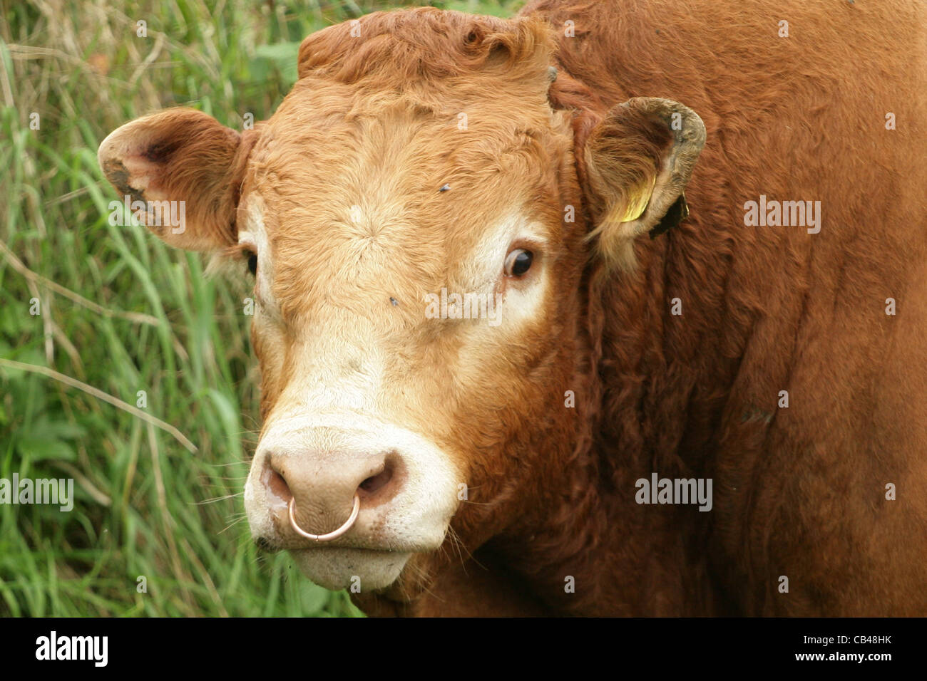 Brown Bull Stock Photos & Brown Bull Stock Images - Alamy