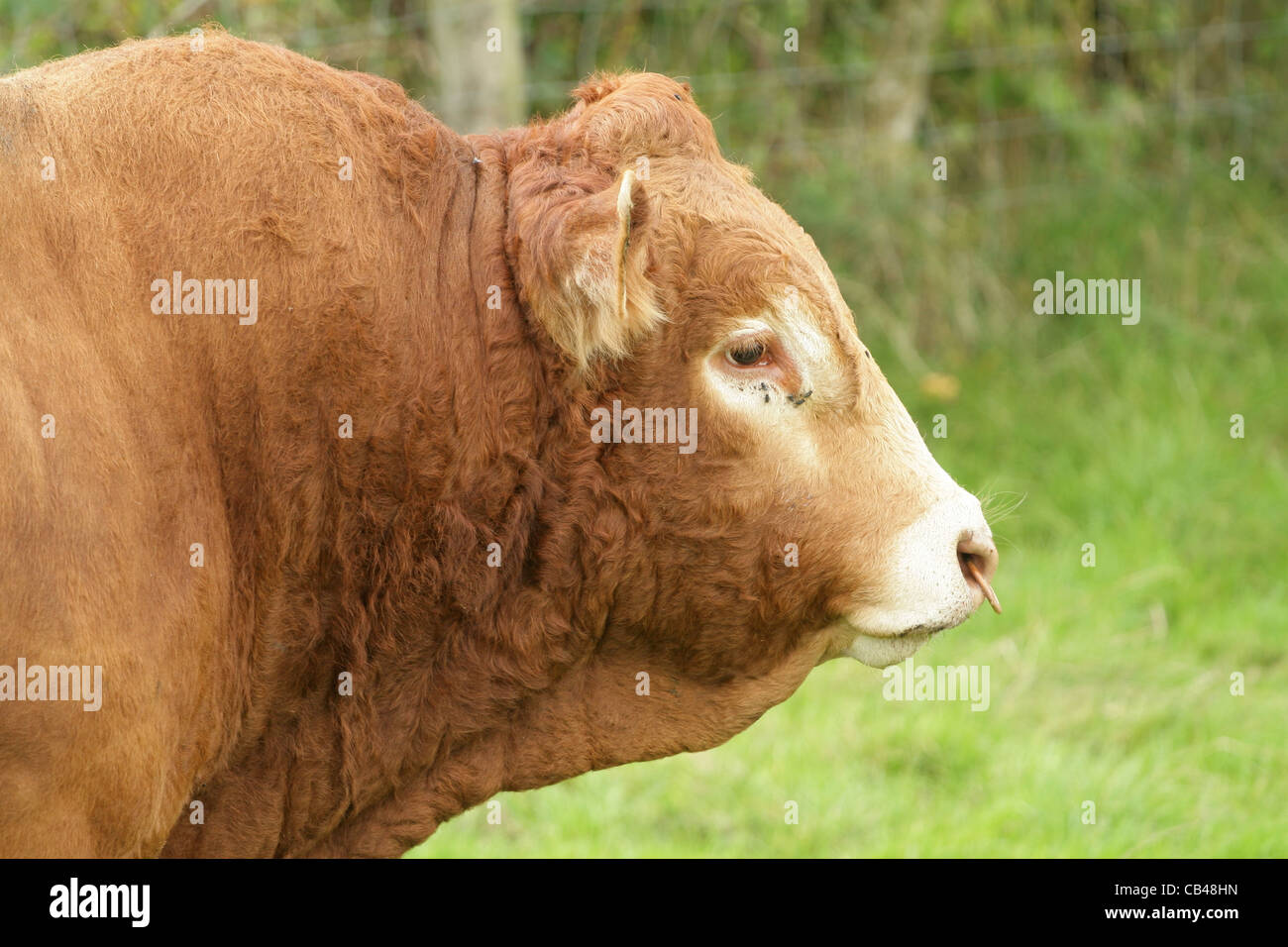 Brown bull hi-res stock photography and images - Alamy