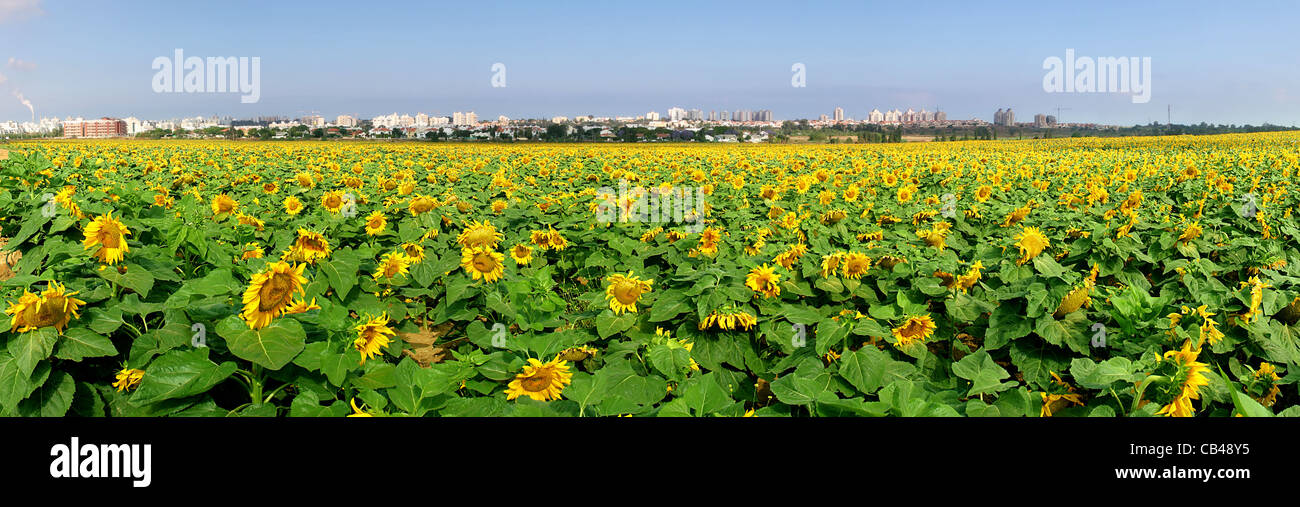 Panoramic view on rural field with yellow sunflowers in Israel Stock ...