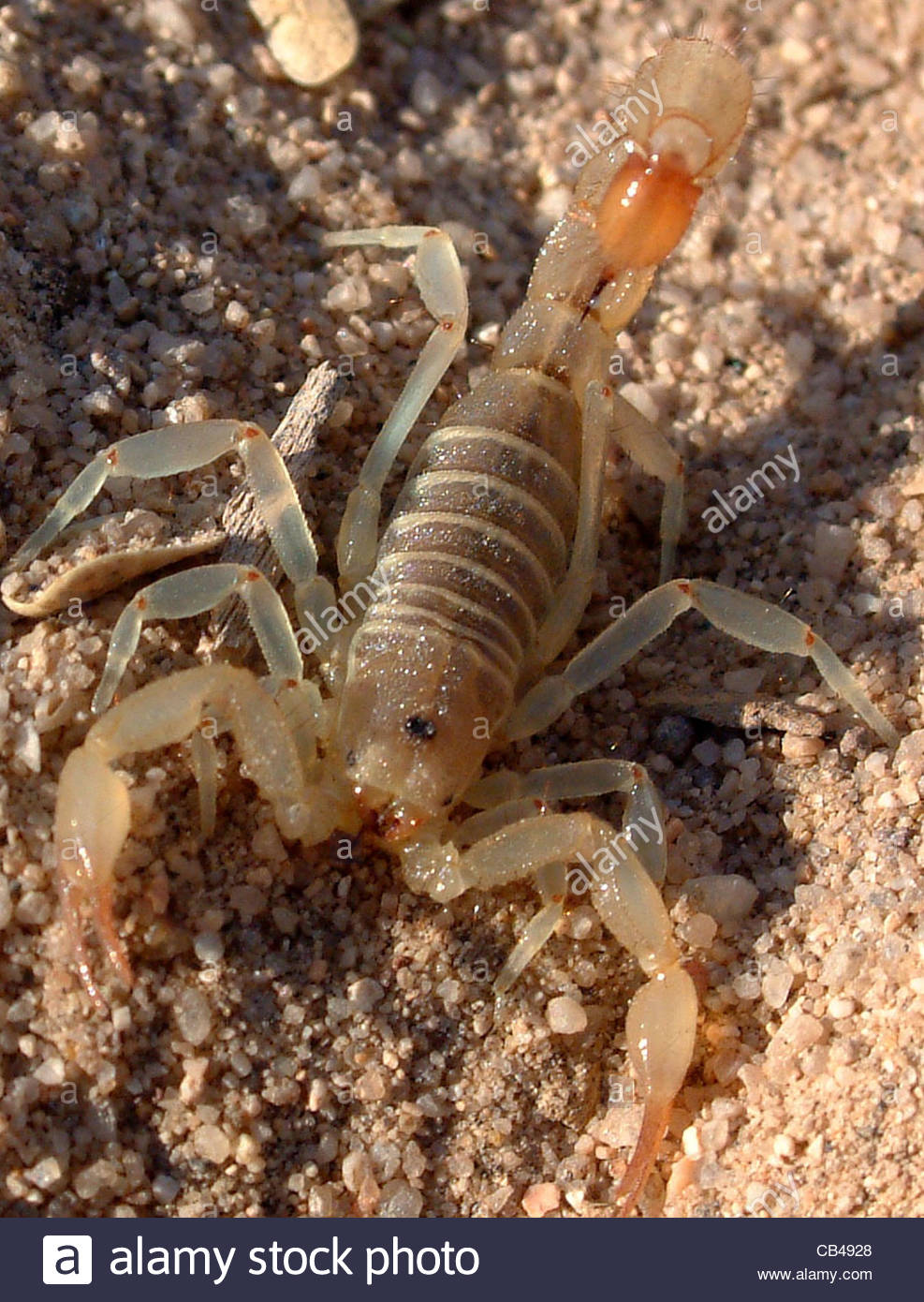 Mexico Scorpion Stock Photos & Mexico Scorpion Stock Images - Alamy