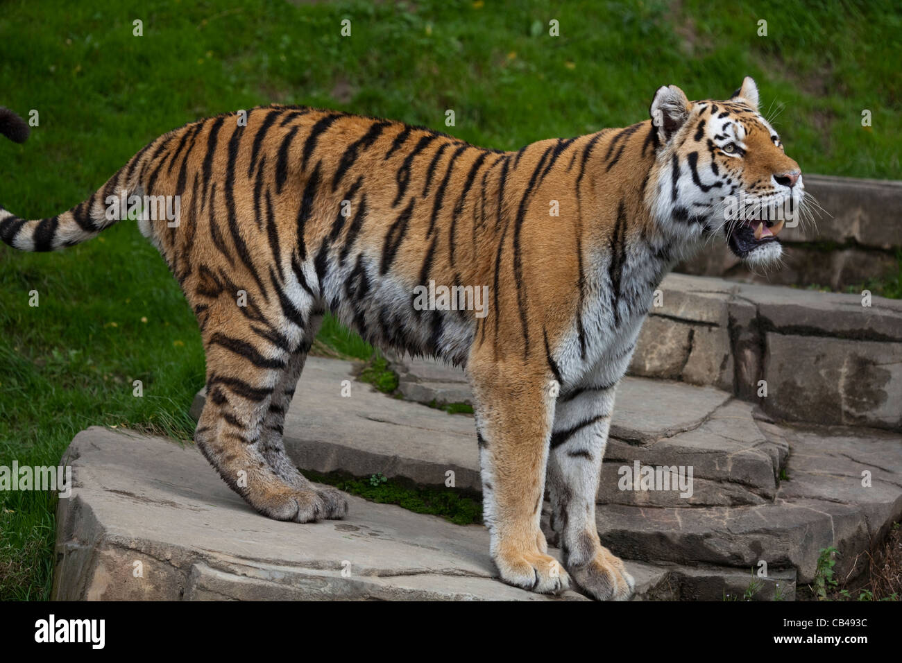 Siberian or Amur Tiger (Panthera tigris altaica). Largest of all sub ...