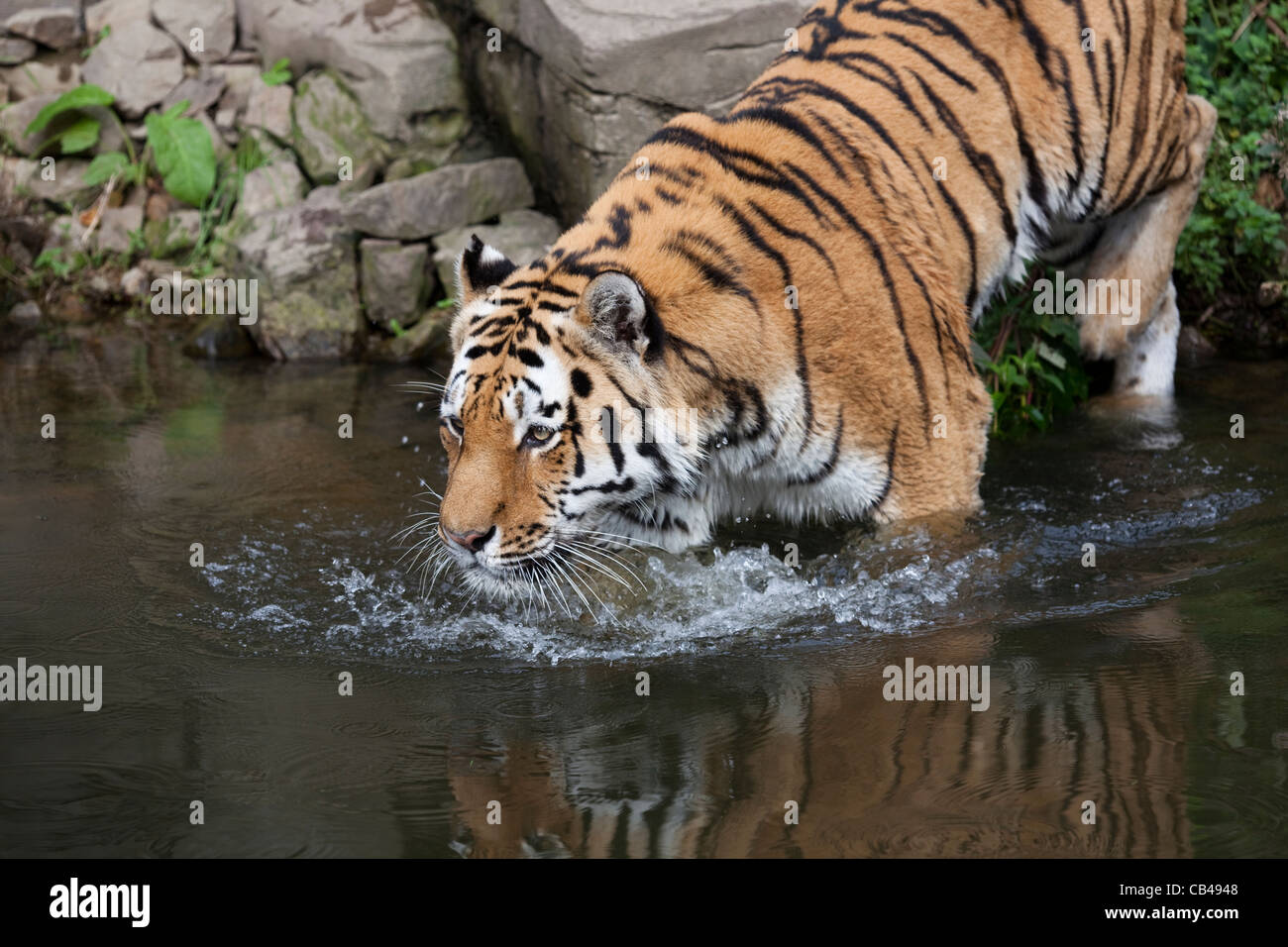 Tiger splashing water hi-res stock photography and images - Alamy
