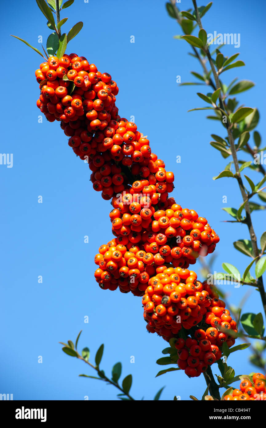 Guaranis hi-res stock photography and images - Alamy