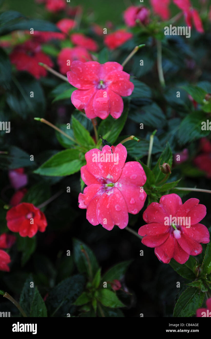 Bizzy lizzy hi-res stock photography and images - Alamy