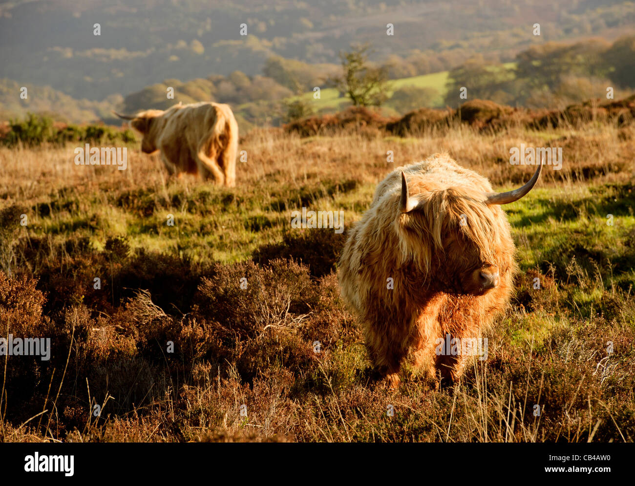 Highland cow on exmoor hi-res stock photography and images - Alamy