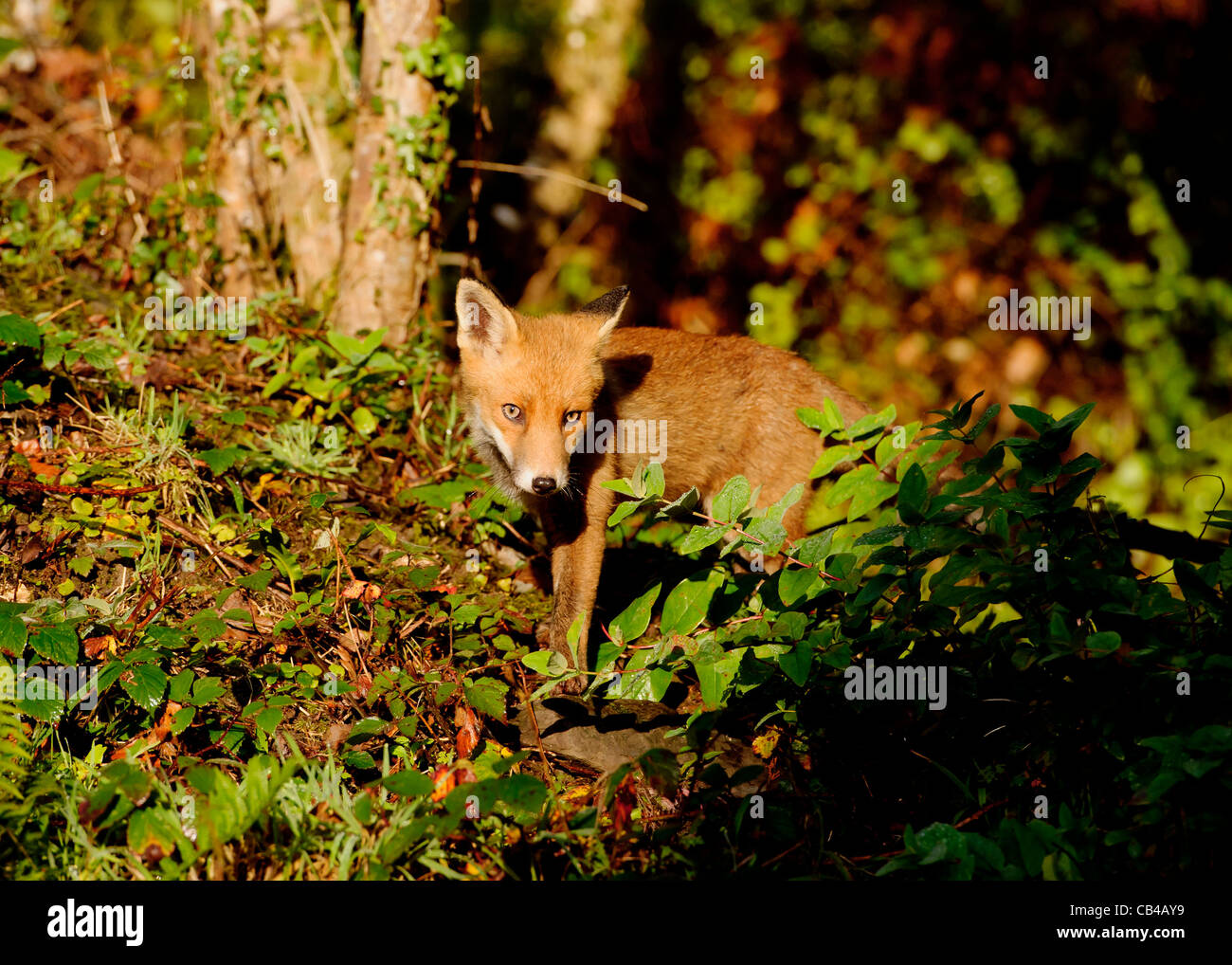 Devon fox hi-res stock photography and images - Alamy