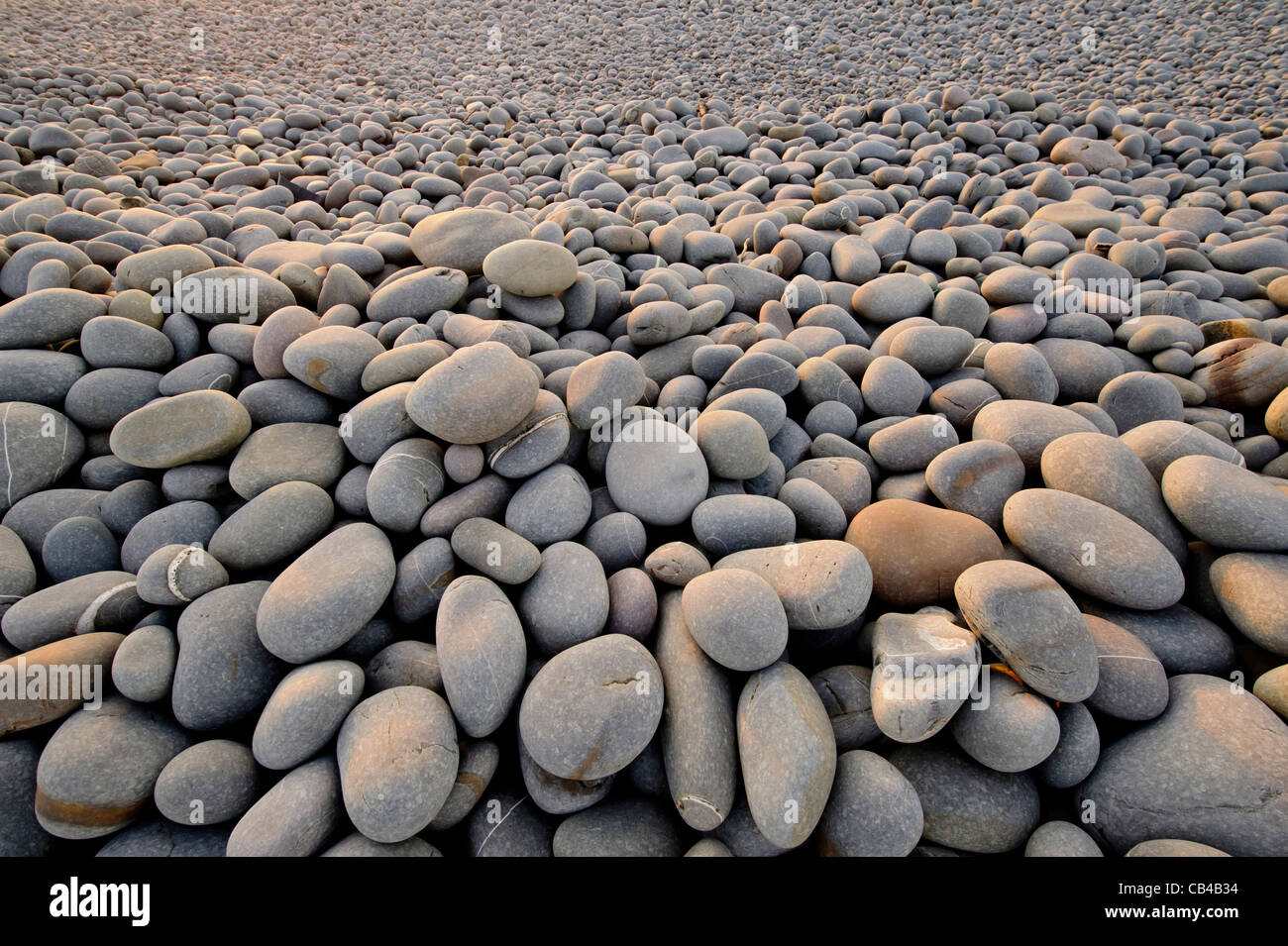 a mass of natural eroded pebbles at pebbleridge, Wesward Ho!, Devon ...