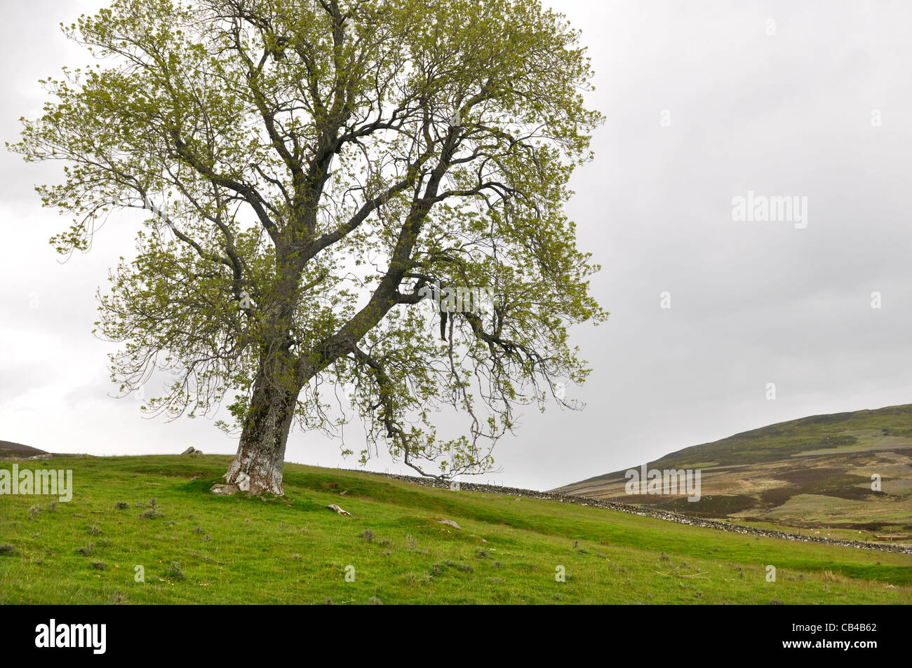 Scottish hillside hi-res stock photography and images - Alamy