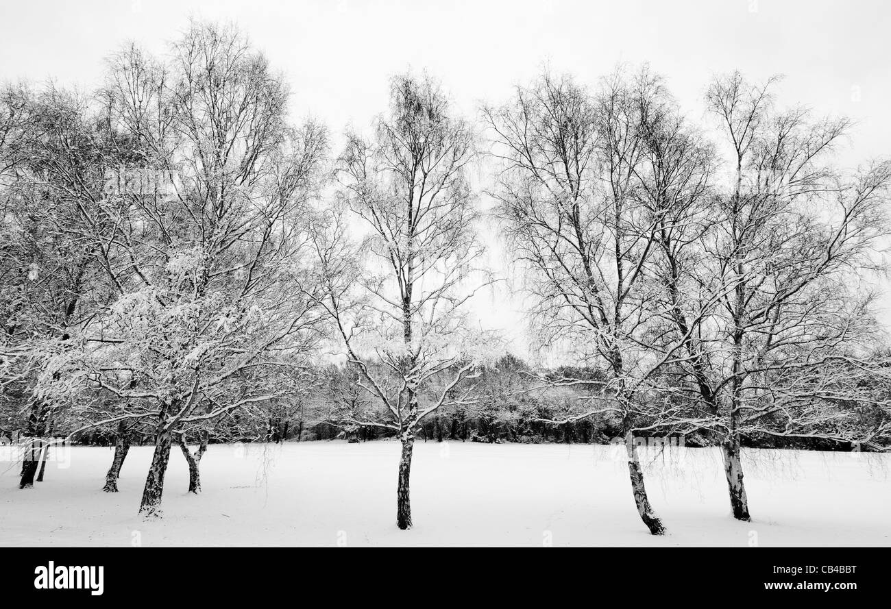 A silver birch trees in the snow Stock Photo - Alamy