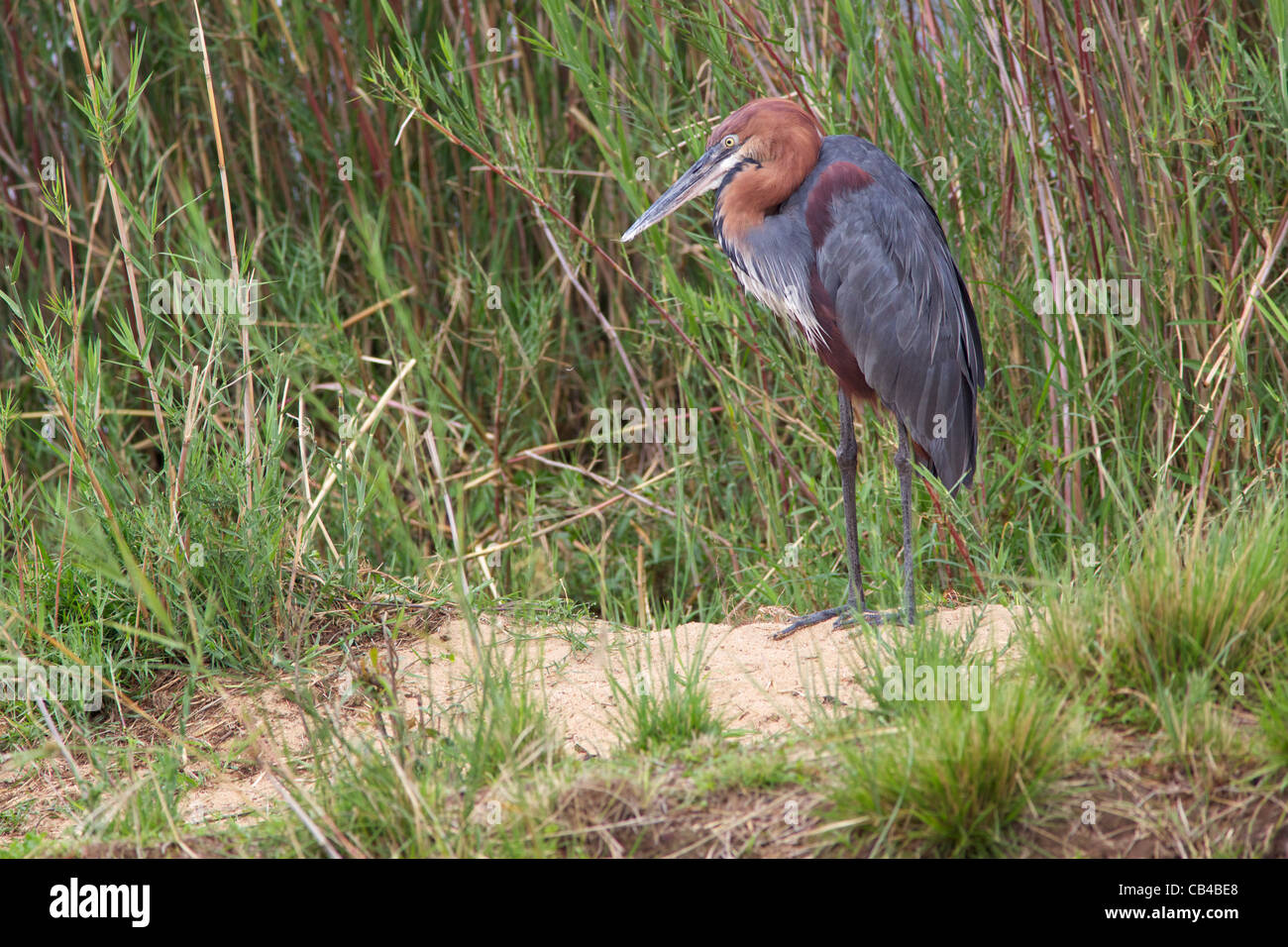 A Goliath Heron (the world's largest heron) on the banks of the Sabie ...
