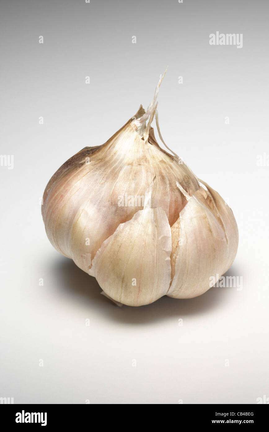 Head of garlic on white studio background Stock Photo - Alamy