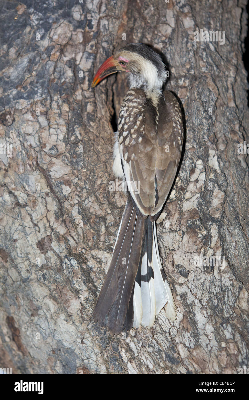 Hornbill nest hi-res stock photography and images - Alamy