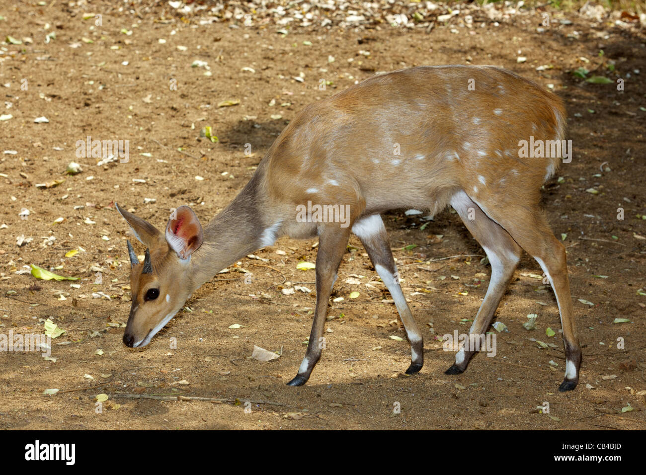 A secretive young male bushbuck (Tragelaphus scriptus), Kruger National ...