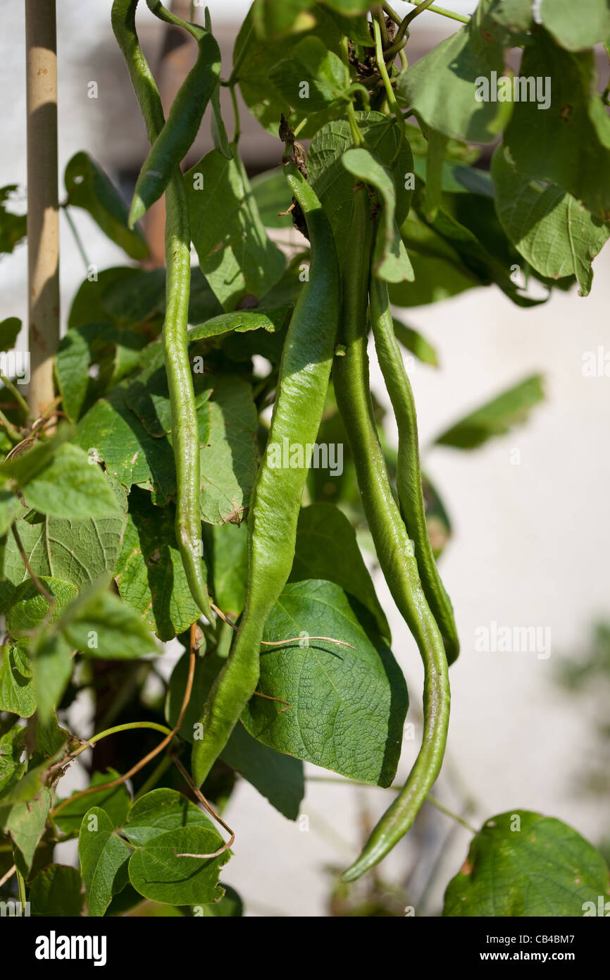 Growing runner beans in pot hi-res stock photography and images - Alamy