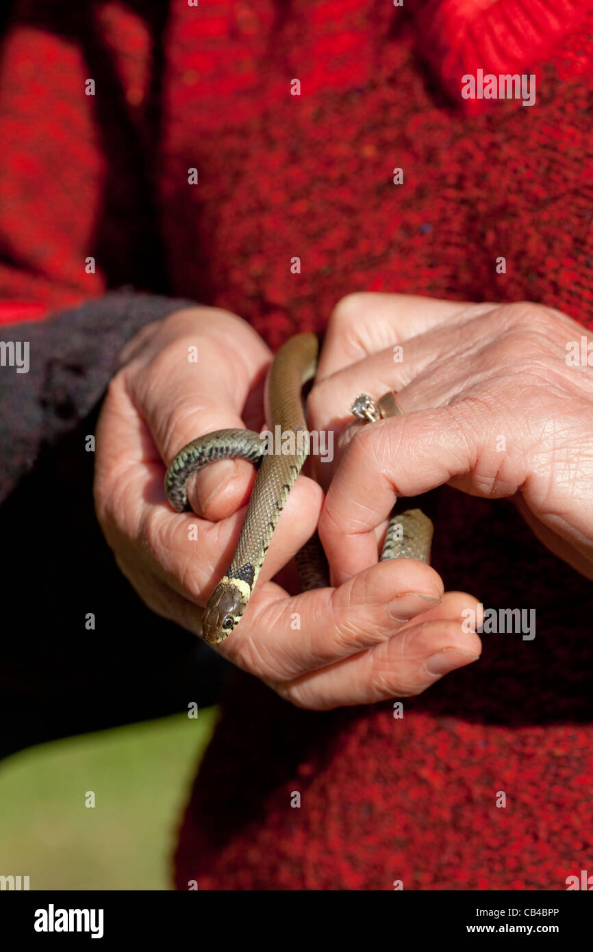 Human snake hi-res stock photography and images - Alamy