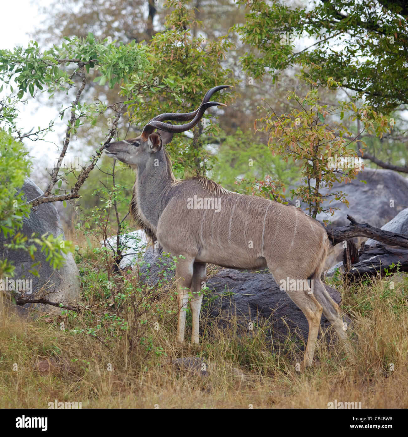 Kudu in kruger national park hi-res stock photography and images - Alamy