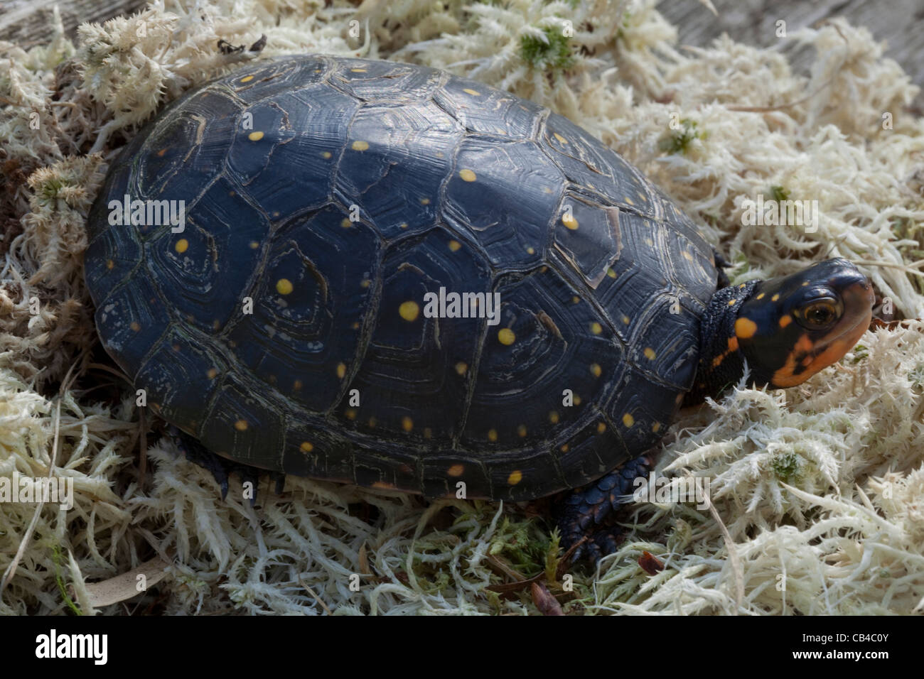 Spotted Turtle (Clemmys guttata). Dorsal view of carapace or shell ...